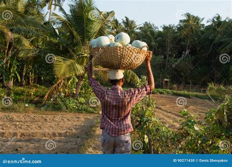 Een Indische Mens Draagt Een Mand Met Pompoenen Op Zijn Hoofd Indisch