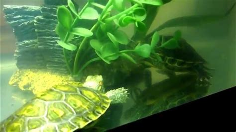 My Red Eared Slider Turtle Mating 7 Months Old Youtube