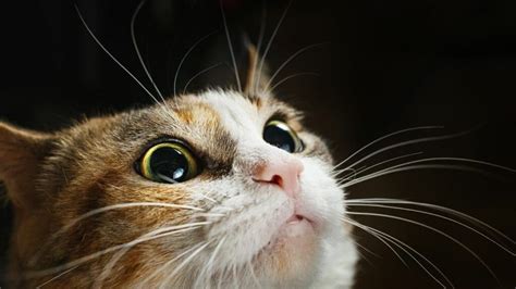 Cat Scratching Her Face And Head — What Does It Mean