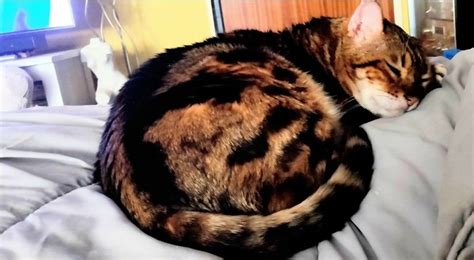 Mijn Aanhankelijk Poesje Yoors