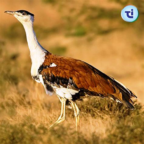 Great Indian Bustard The Great Indian Bustard Indias By The