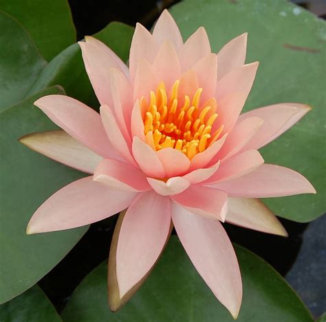 Nymphaea Eflora Of India