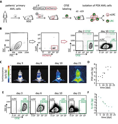 Aml Pdx Cells Contain A Rare Subpopulation Of Low Cycling Cells A Download Scientific Diagram