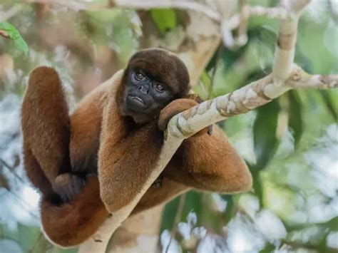 Peruvian Woolly Monkey Atelidae Mammals