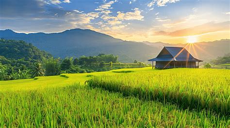 147 Foto Pemandangan Sawah Pedesaan Gambar Dan Background Untuk Unduh