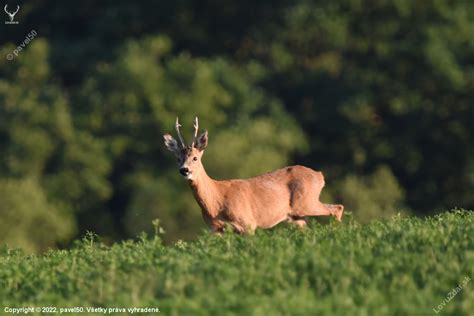 Cholerik Poľovnícka Fotografia Fotka Poľovnícke Foto 379809