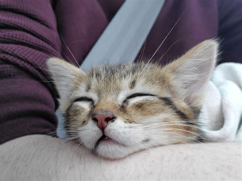 One Of The New Kittens Scrolller