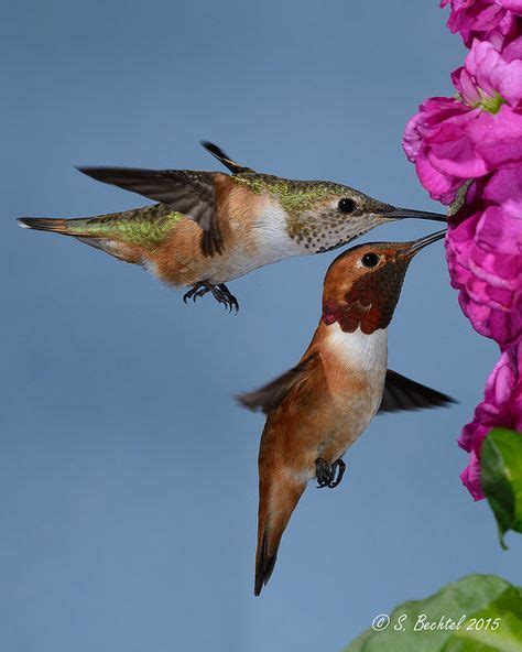 Rufous Male And Female Hummingbirds 05 21 2014 8295 By Bechtelsf On