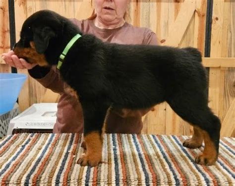 Oh No 2infinity Rottweilers Llc