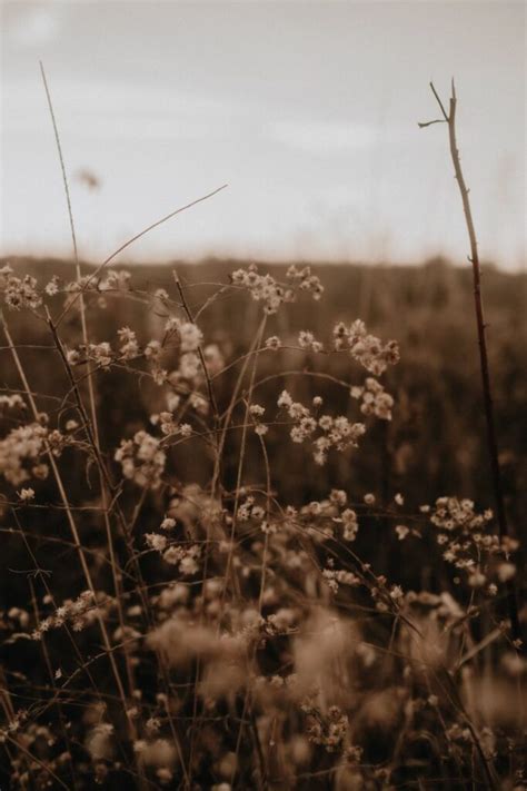 Dreamy Max Patch Engagement Photos Donny Willow