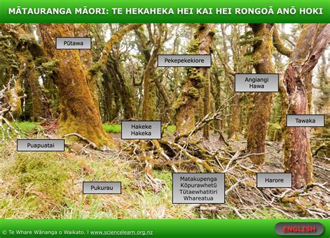 Mātauranga Māori Fungi As Food And Medicine Mātauranga Māori Fungi As Food And Medicine