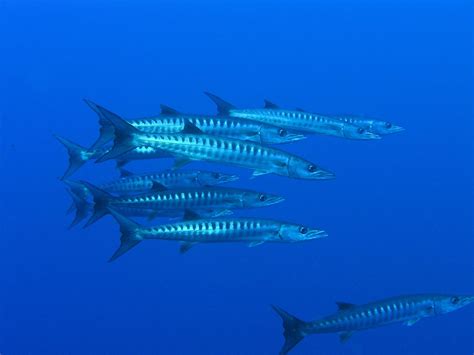 The 14 Best Spots For Scuba Diving In The Caribbean Celebrity Cruises