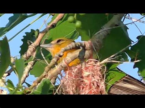 Baltimore Oriole Nest An Architectural Marvel Identification Guide