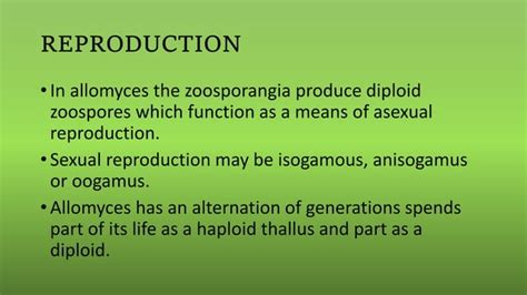 Dictyostelium And Allomyces Pptx Reproductive Health Diseases And