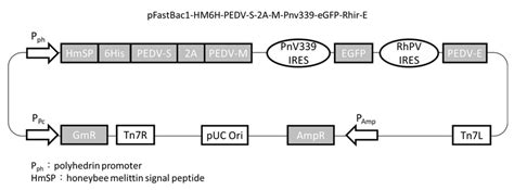 The Construction Map Of The Plasmid Download Scientific Diagram