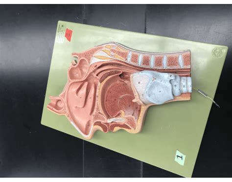 Structures Of The Upper Respitory Tract Quiz