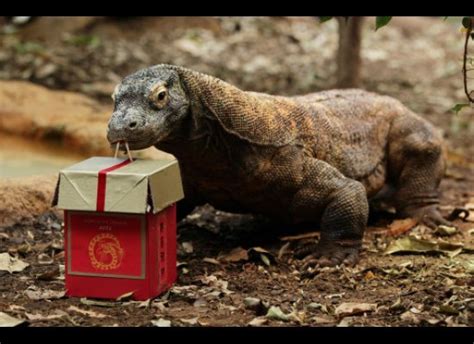 Beautiful Pictures Funny Pictures Of Animals Funniest Animals From Around The World