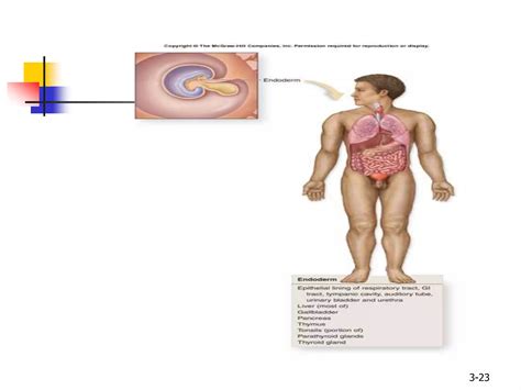 Embryology Basics Ppt 2023pptx Pregnancy Reproductive Health