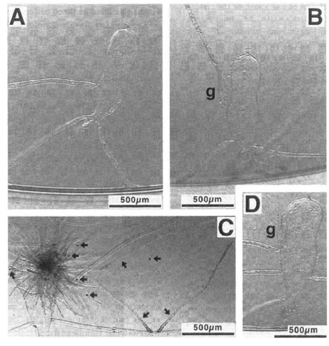 Figure 1 From Assays For Evaluating Seaweed Attachment Using Isolated Utricles Of Codium Fragile