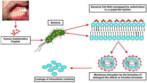 Significance And Diagnostic Role Of Antimicrobial Cathelicidins Ll 37