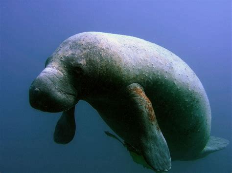 Sea Cow Sirenia Ocean Info