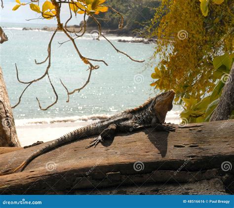 Iguana Sunning On A Rock Puerto Aventuras Mexico Stock Image