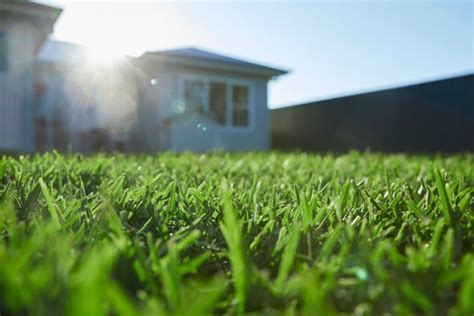 Best Grass For Brisbane Climate Turf Types Myhometurf