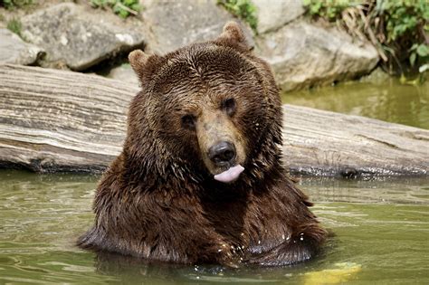Bär Braunbär Bären Kostenloses Foto Auf Pixabay Pixabay