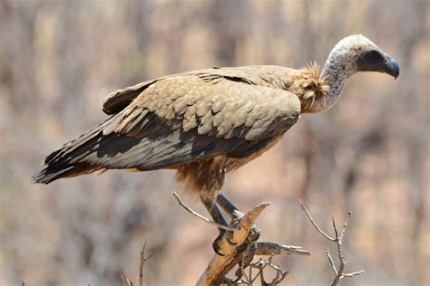 Cape Vulture Facts Fact Animal