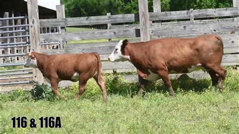 Lot 116 And 116a Youtube