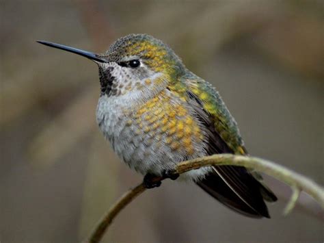 Hummingbirds In Alberta Picture And Id Guide