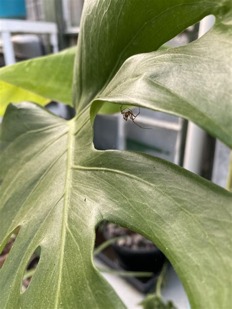 Bro In Mature Monstrera Leaf R Spiderbro