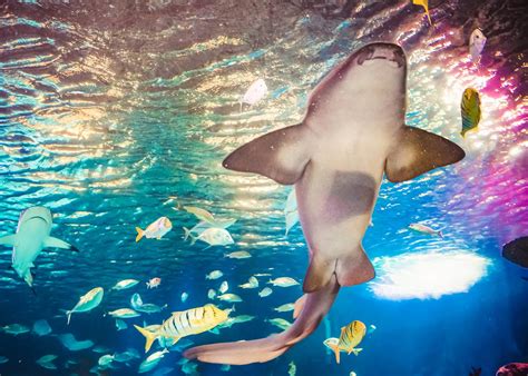 Sharks At Sea Life Michigan See Real Sharks Up Close