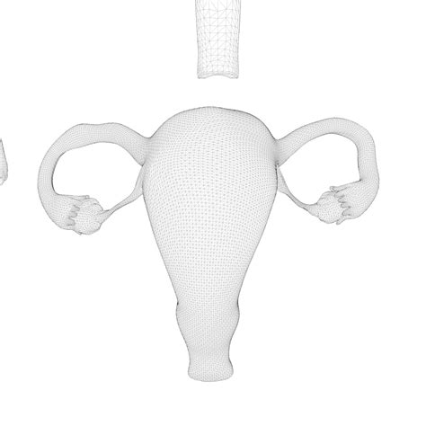 Female Reproductive System Section Bundle 3d Model Cgtrader