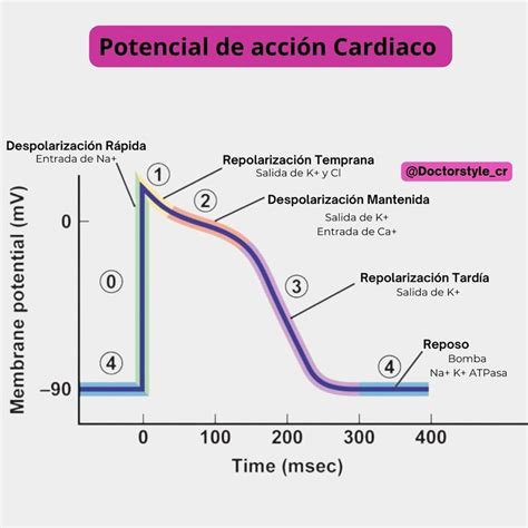 🫀fases Del Potencial De Acción 🫀 Fase 0 Despolarización Rápida Debido