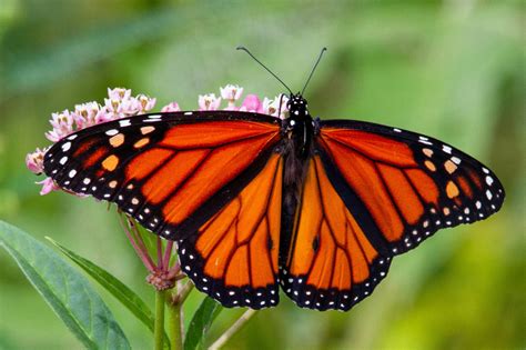 Monarch Butterfly Artificial
