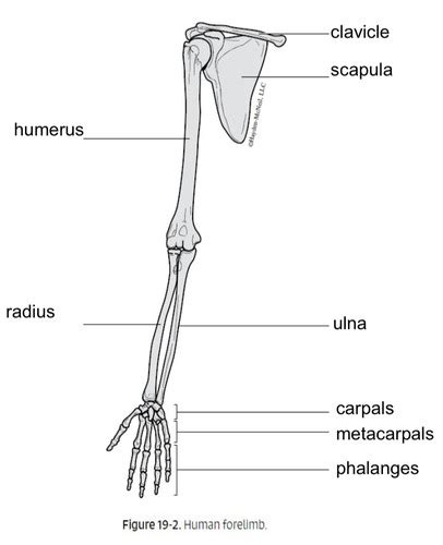 Phylum Chordata Craniata Part Ii Flashcards Quizlet