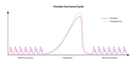 Female Hormones Lifestyle Graph Estrogen And Progesterone Diagram In