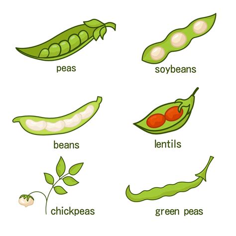 A Set Of Legumes Peas Lentils Lentils Chickpeas Soybeans Green Peas