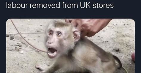 Monkey Labor Album On Imgur