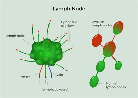 Structure Of Lymph Nodes