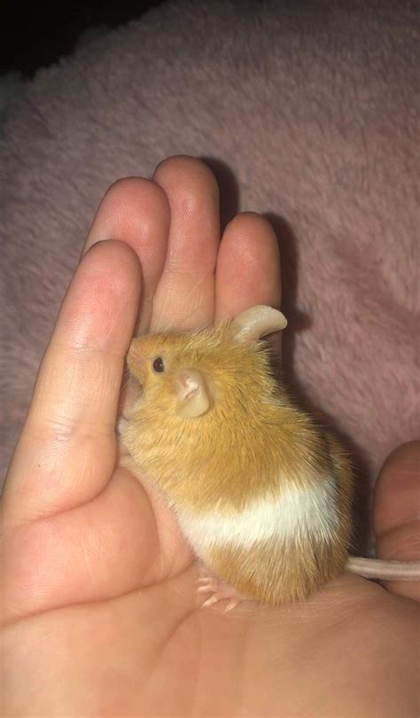 Smol Mouse Fancy Mouse Animal Room Funny Mouse