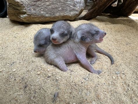 Meerkats Are Born At Smithsonians National Zoo And Conservation