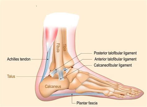 Torn Ligament In Ankle Symptoms Diagnosis And Recovery