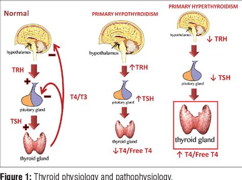 Interpretation Of Thyroid Function Tests Semantic Scholar