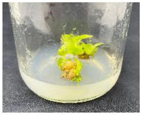 一种诱导培养基及其应用、桑树外植体愈伤组织的诱导方法 一种诱导培养基及其应用、桑树外植体愈伤组织的诱导方法