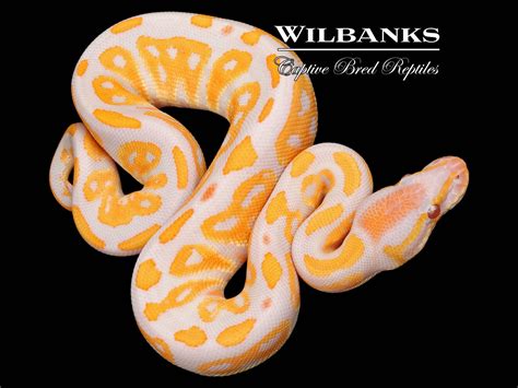 Lavender Blackhead Ball Python By Wilbanks Captive Bred Reptiles