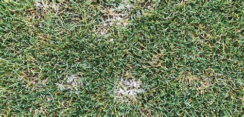 Pythium Diseases In Uk Turfgrass Pitchcare