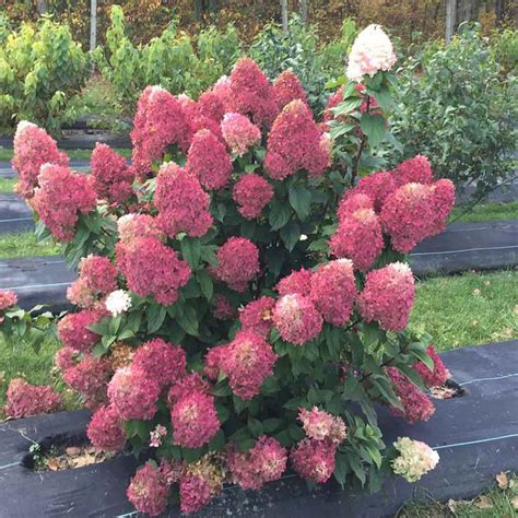 Hydrangea Quick Fire Fab Panicle Hydrangea Sugar Creek Gardens