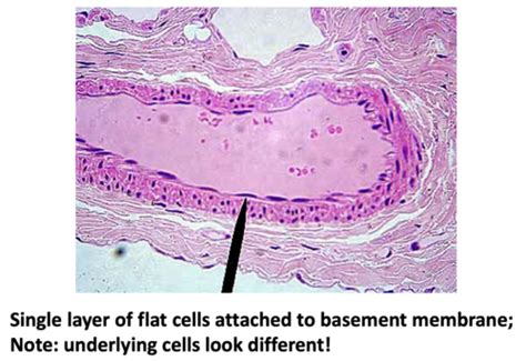 Histology General And Specific Tissue Types Flashcards Quizlet
